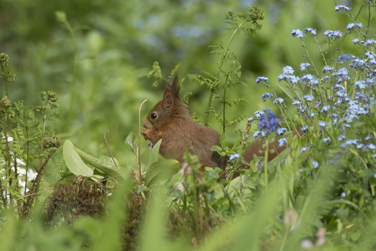 Dutch Nature Hikes – Rewild Yourself